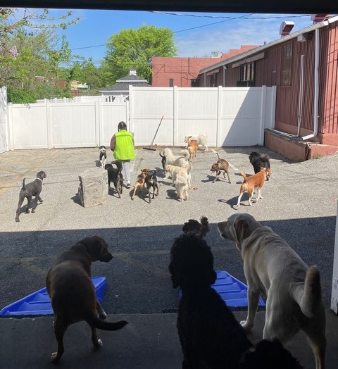 Home | Good Doggie Day Care